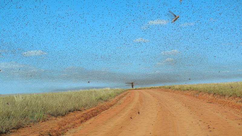African Locust Swarm Headed For Middle East